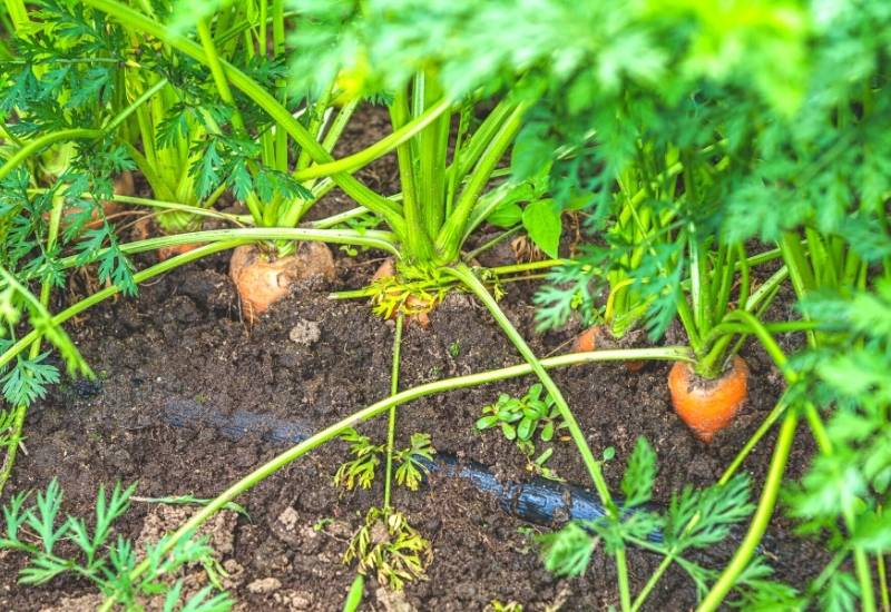 Growing Carrots Hydroponically - Natures Due